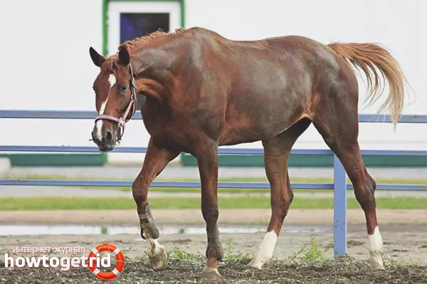 Cuidado y costo de un caballo de tracheken