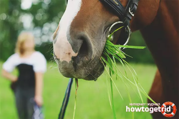 Características del caballo de catering.