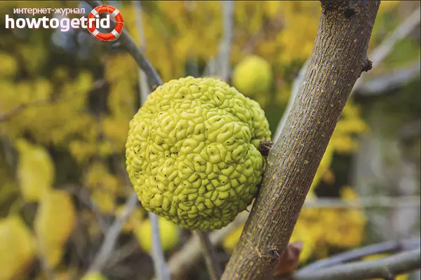 Tedavi edilen meyve nedir