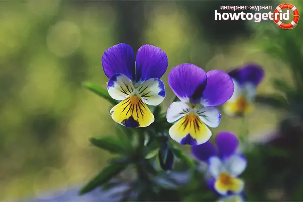 Hartanah perubatan dan kontraindikasi tricolor violet