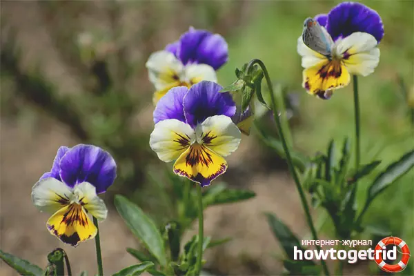 Bí quyết chữa bệnh với Tricolor Violet