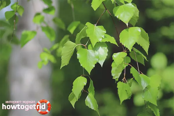 It gebrûk fan Birch Leaves