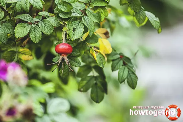 Rosehip'i terapeutilised omadused ja vastunäidustused