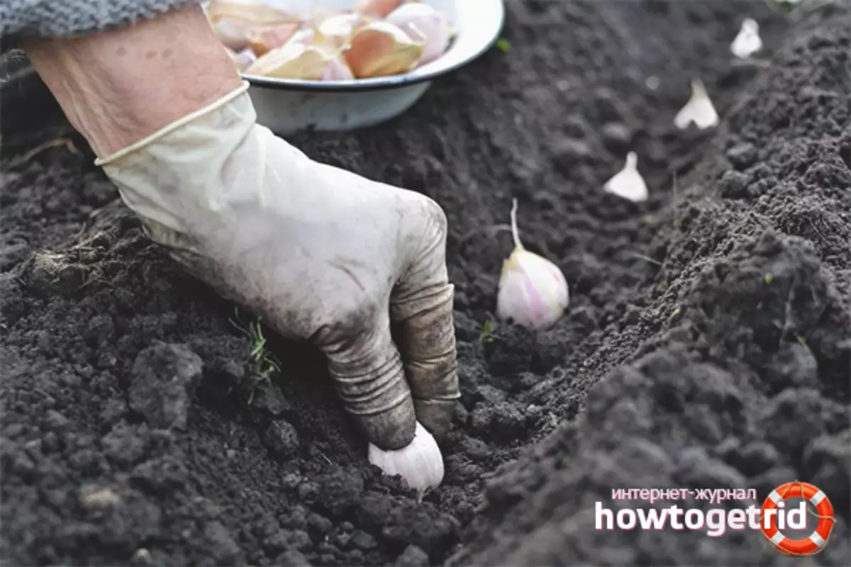 Hoe kinne jo knoflook yn 'e hjerst plantsje