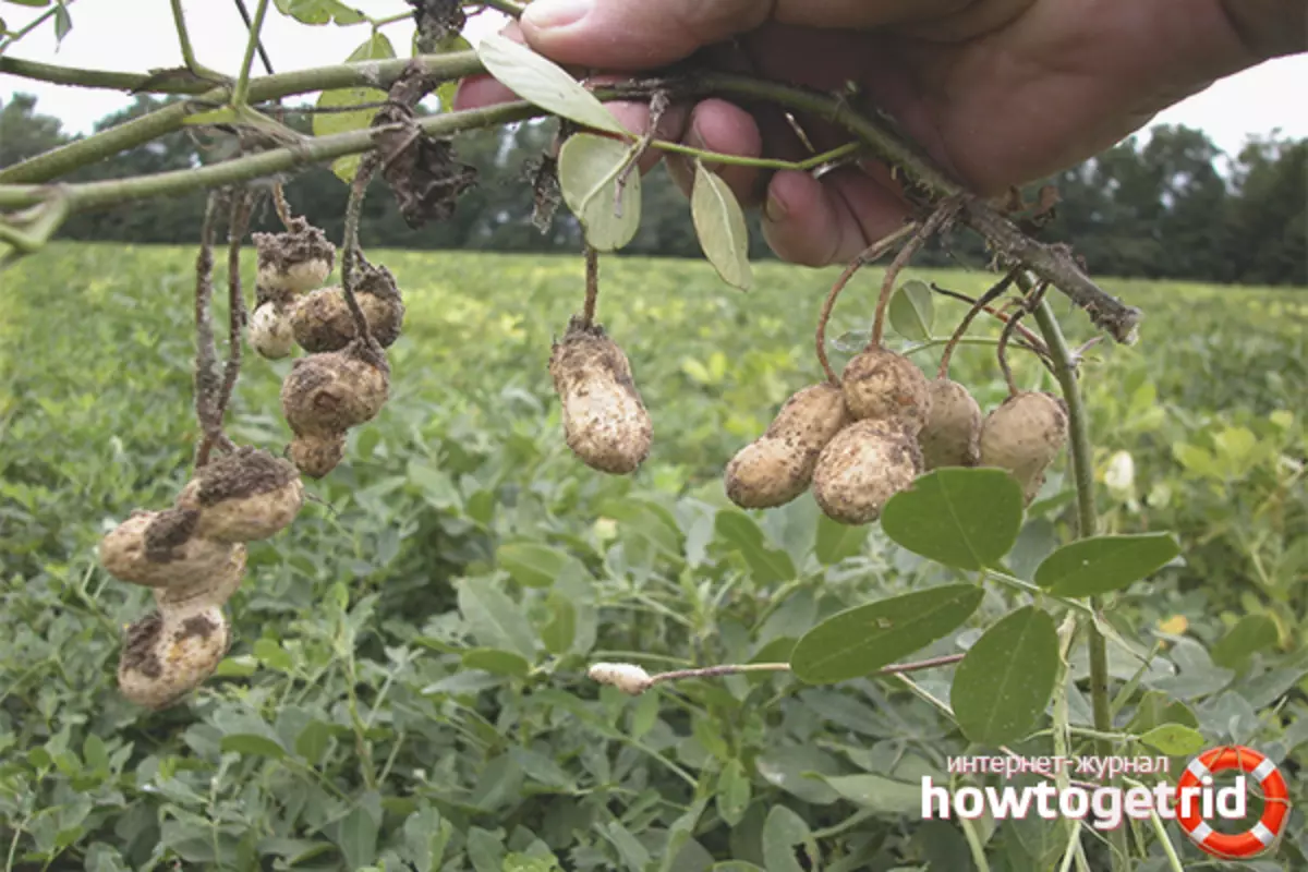 Kami mengumpulkan panen kacang di taman