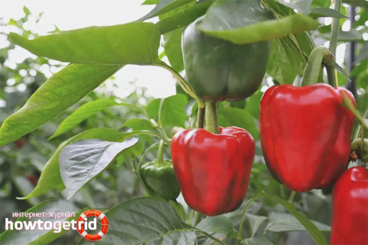 How to Grow Bulgarian Pepper