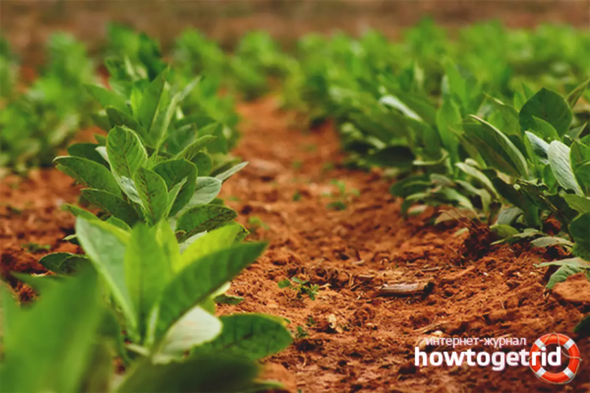 How to grow tobacco tobacco in the garden