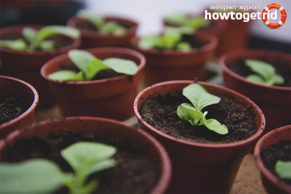 Tobacco seedling landing in soil