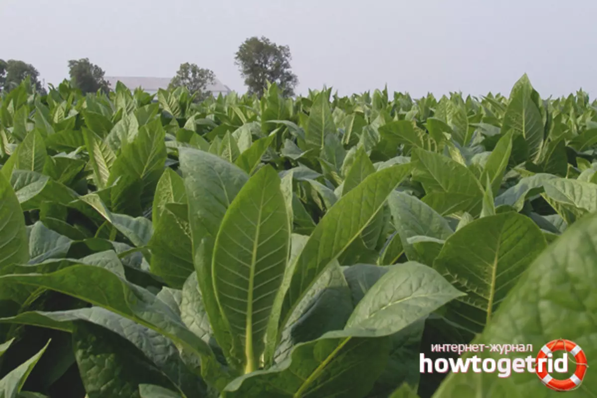 How to grow tobacco