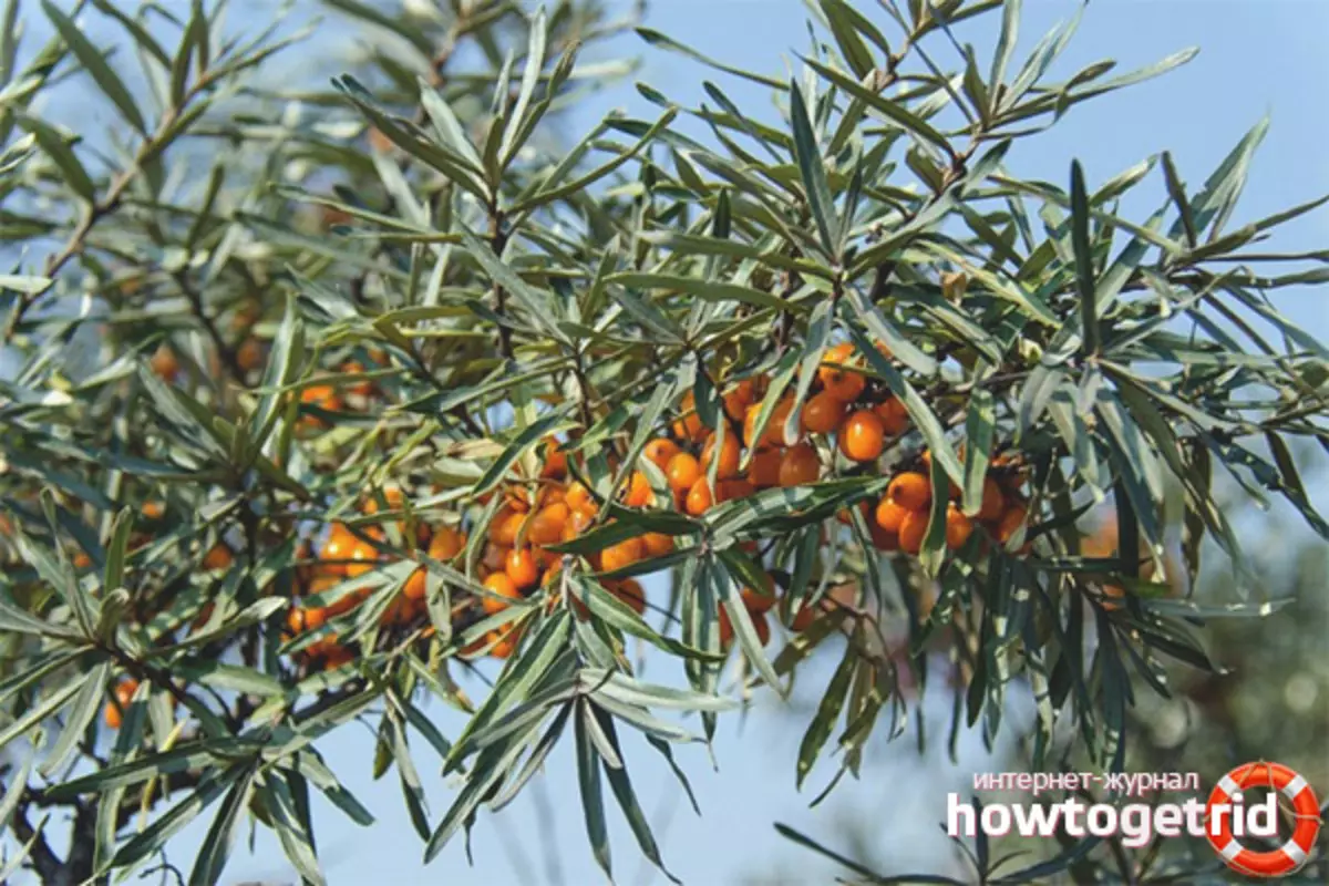 Sea Buckthorn blêden - nuttige eigenskippen en kontraindikaasje