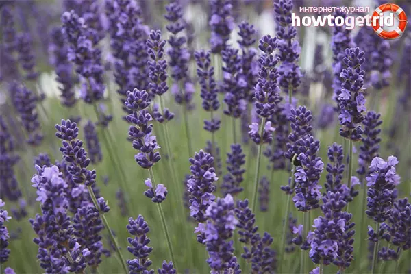 Lavender - guryaha caafimaadka iyo ka hortagga