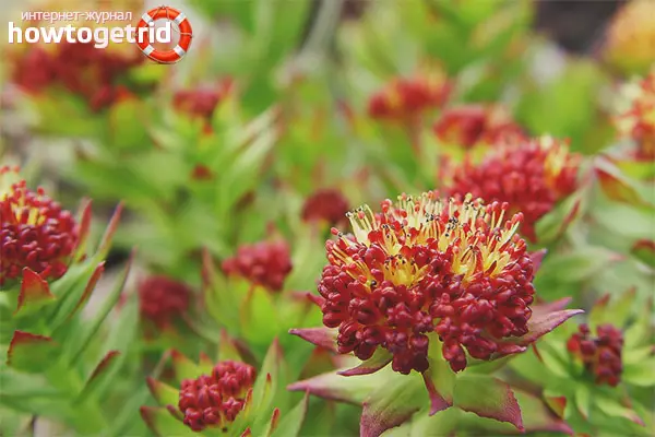 Rhodiola Pink - guryaha daweynta iyo ka hortagga