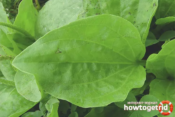 Kā un kad savākt plantīnu