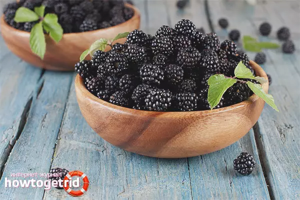 Blackberry - beneficial properties and contraindications