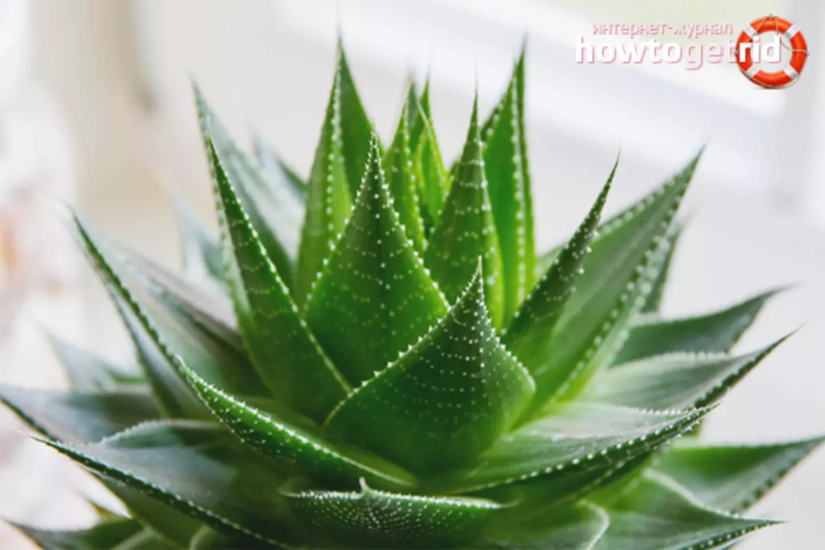 Aloe para el pelo