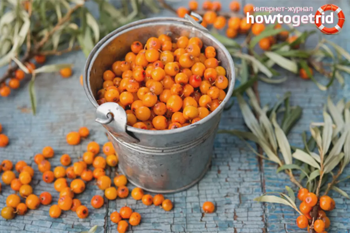 ឱសថបុរាណជាមួយសមុទ្រ buckthorn សមុទ្រ