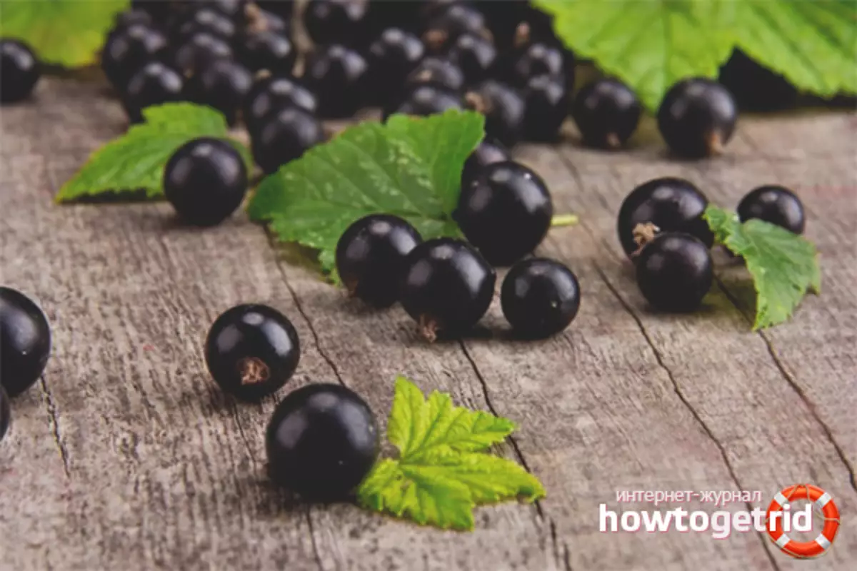 Kontraindikasi untuk penggunaan currant hitam