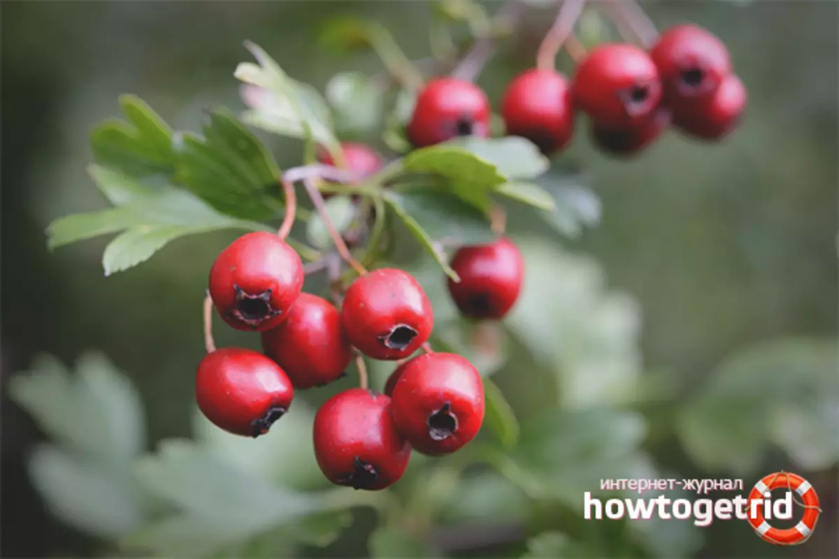 The benefits and harm of the hawthorn