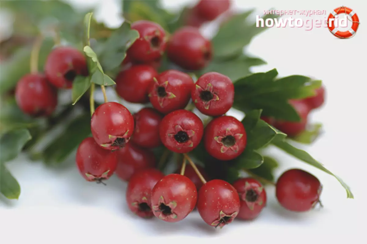 The benefits of the hawthorn for the nervous system