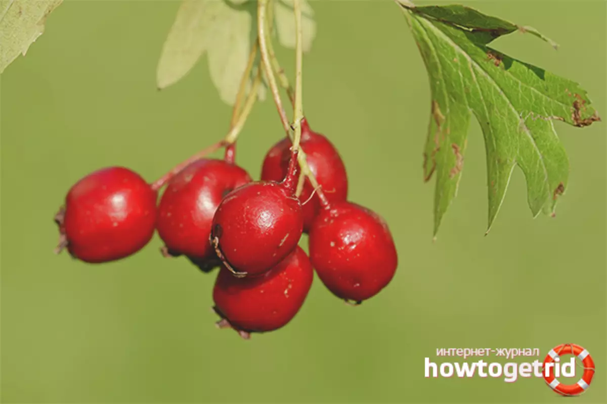 Hawthorn with hypertension