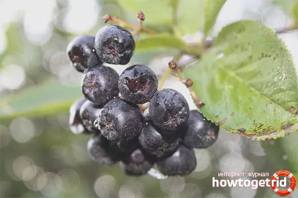 Anvendelse av svart Rowan i folkemessige oppskrifter