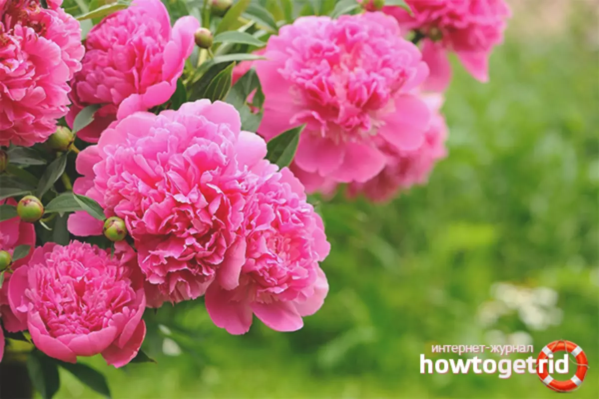 X'għandek tagħmel jekk il-peonies ma bloom