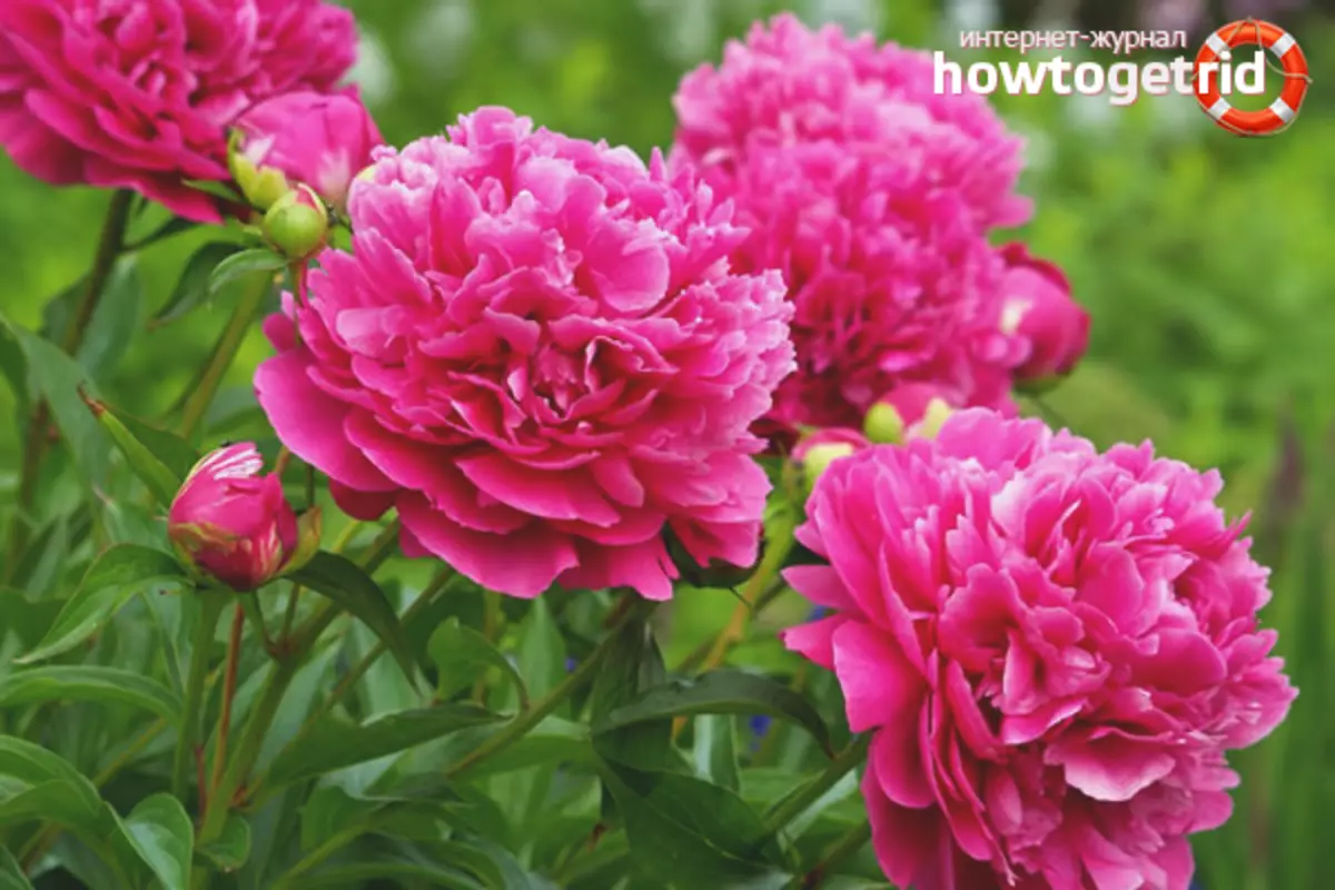 பூக்கும் peonies.