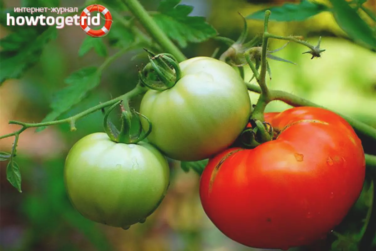 איך להאיץ את ההבשלה של עגבניות