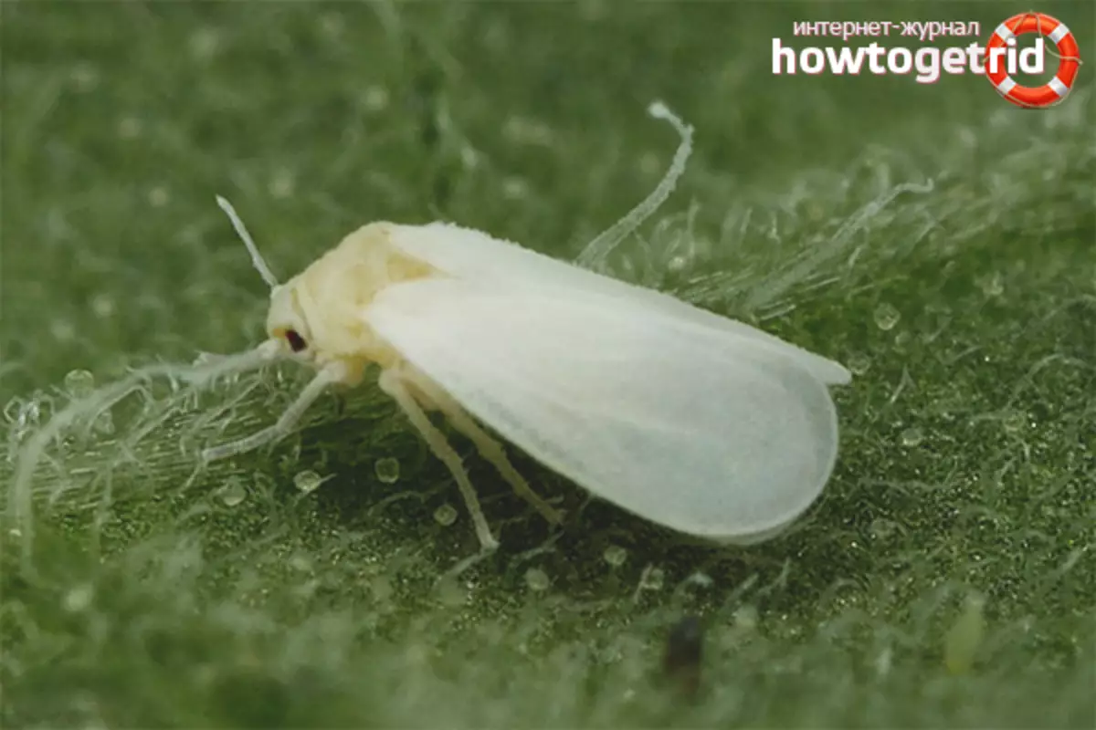 Giunsa ang pag-atubang sa usa ka blonde sa usa ka greenhouse