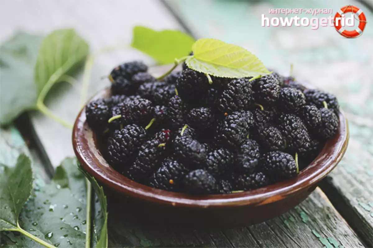 ស្តង់ដារនៃការប្រើប្រាស់ Mulberry