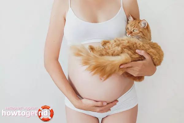 Apa kucing mbebayani kanggo wanita ngandhut?