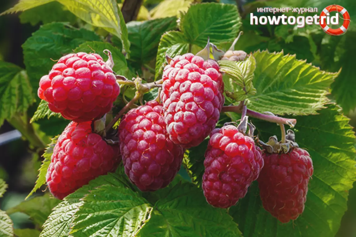 Kako skrbeti za popravilo maline