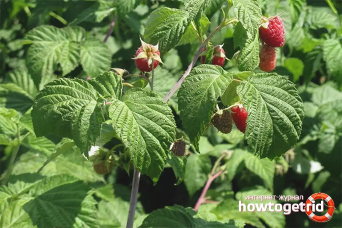 Qiyaasta ku-xadgudubka Raspberry laga saari karo