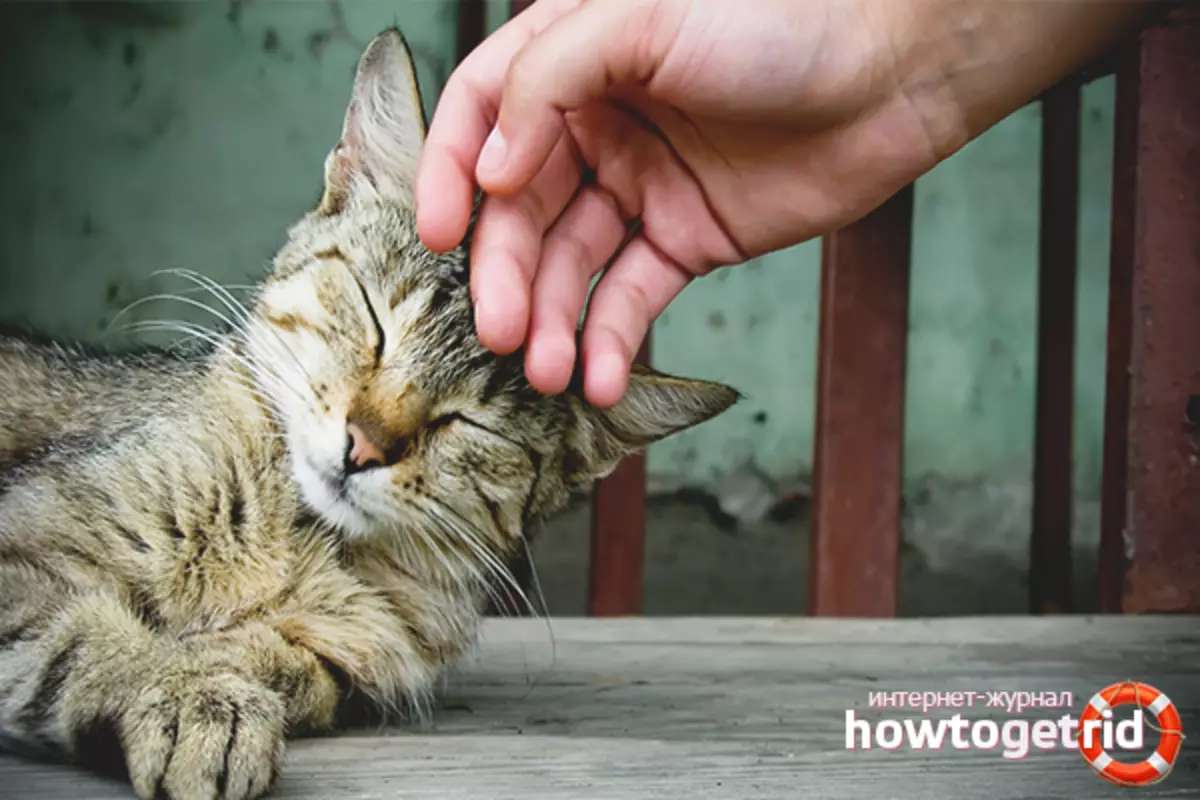 Cómo hacer un gato cariñoso