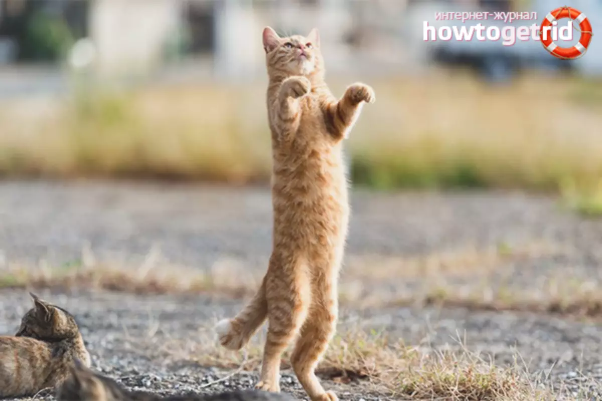 Arka ayaklar üzerinde bir kedi standı nasıl öğretilir