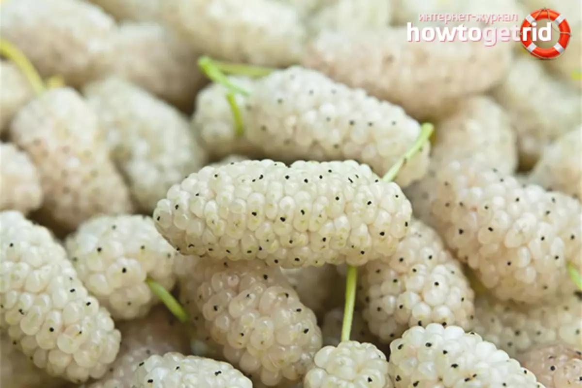 White Mulberry Jam