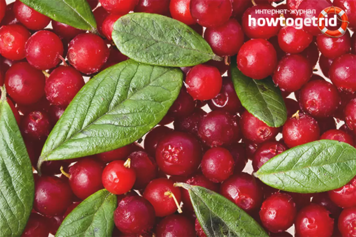 Hoe een Lingonberry voorbereiden voor de winter