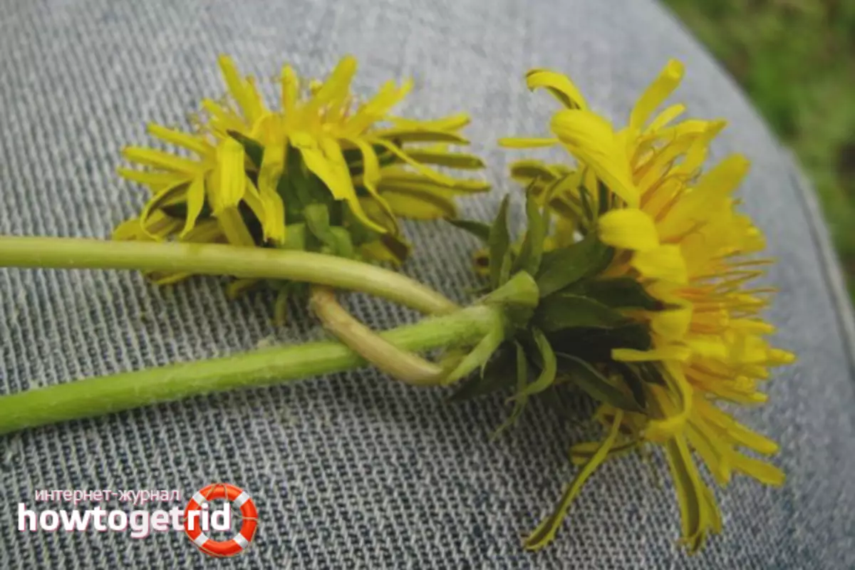 Ինչպես լվանալ բծերը dandelions- ից