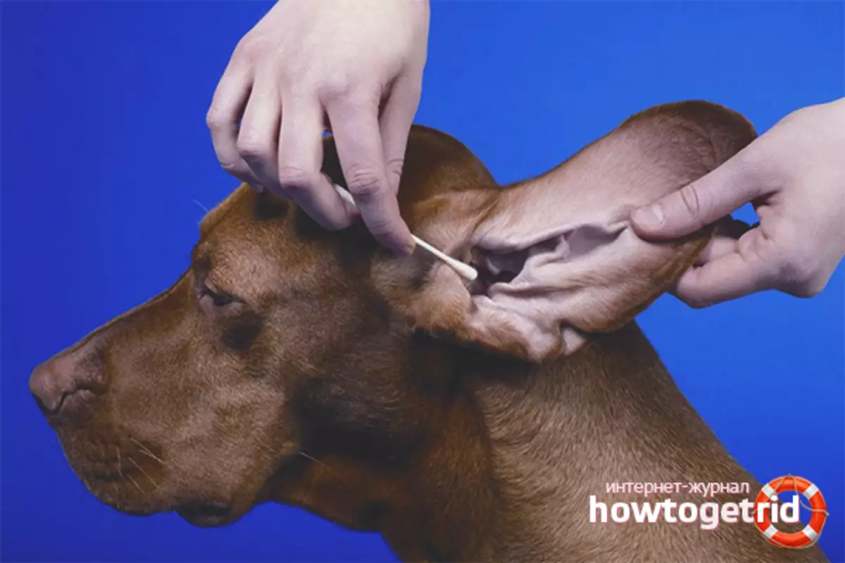 Hoe de oren van de hond schoon te maken