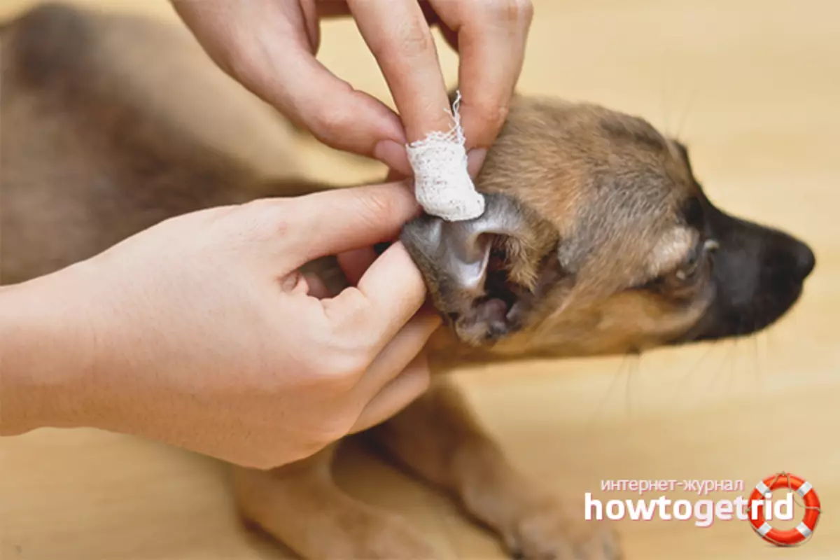 Regels voor het reinigen van de oren van de hond