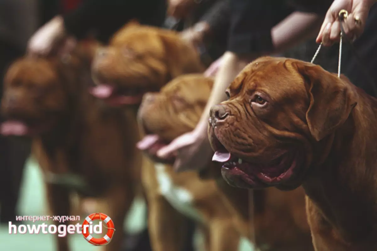 Wéi een Hond op d'Ausstellung virbereet