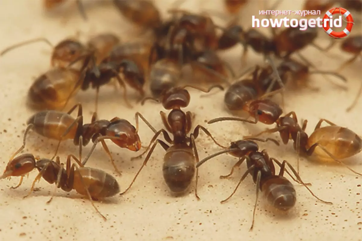 Hogyan hozhatjuk haza Ants a lakásból