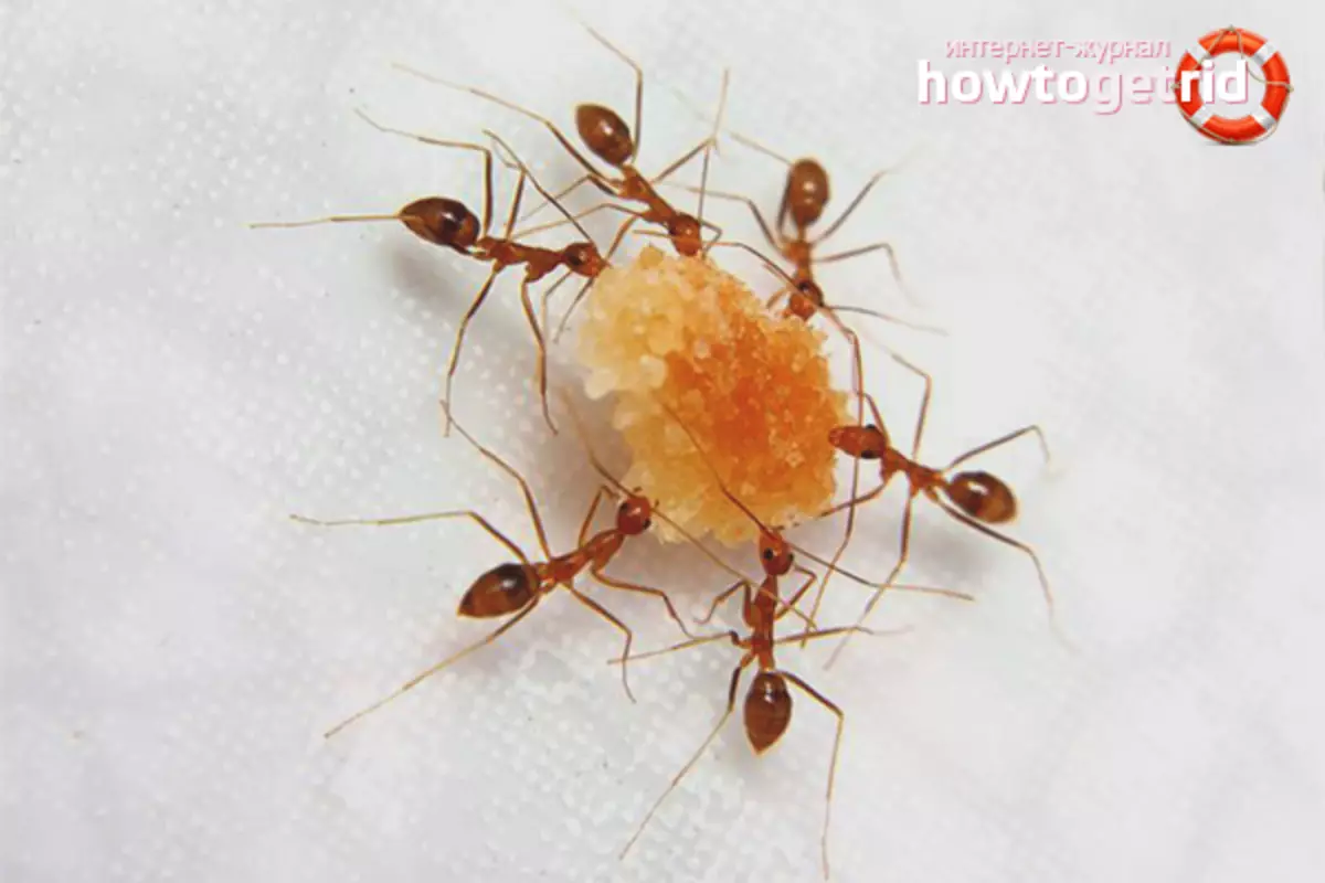 Folksfergrutte tsjin ants