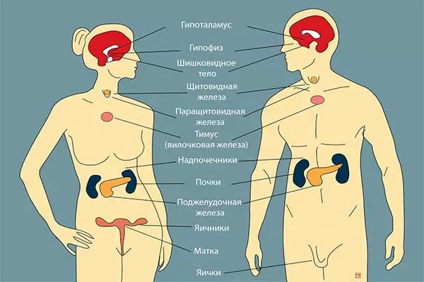 Ny fisorohana sy ny fikarakarana ny aretina endocrine