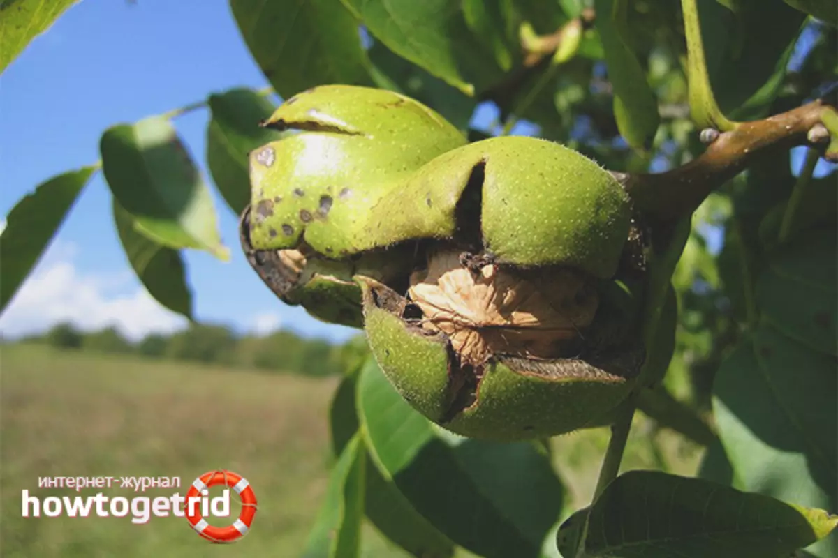 Tincture akan walnuts