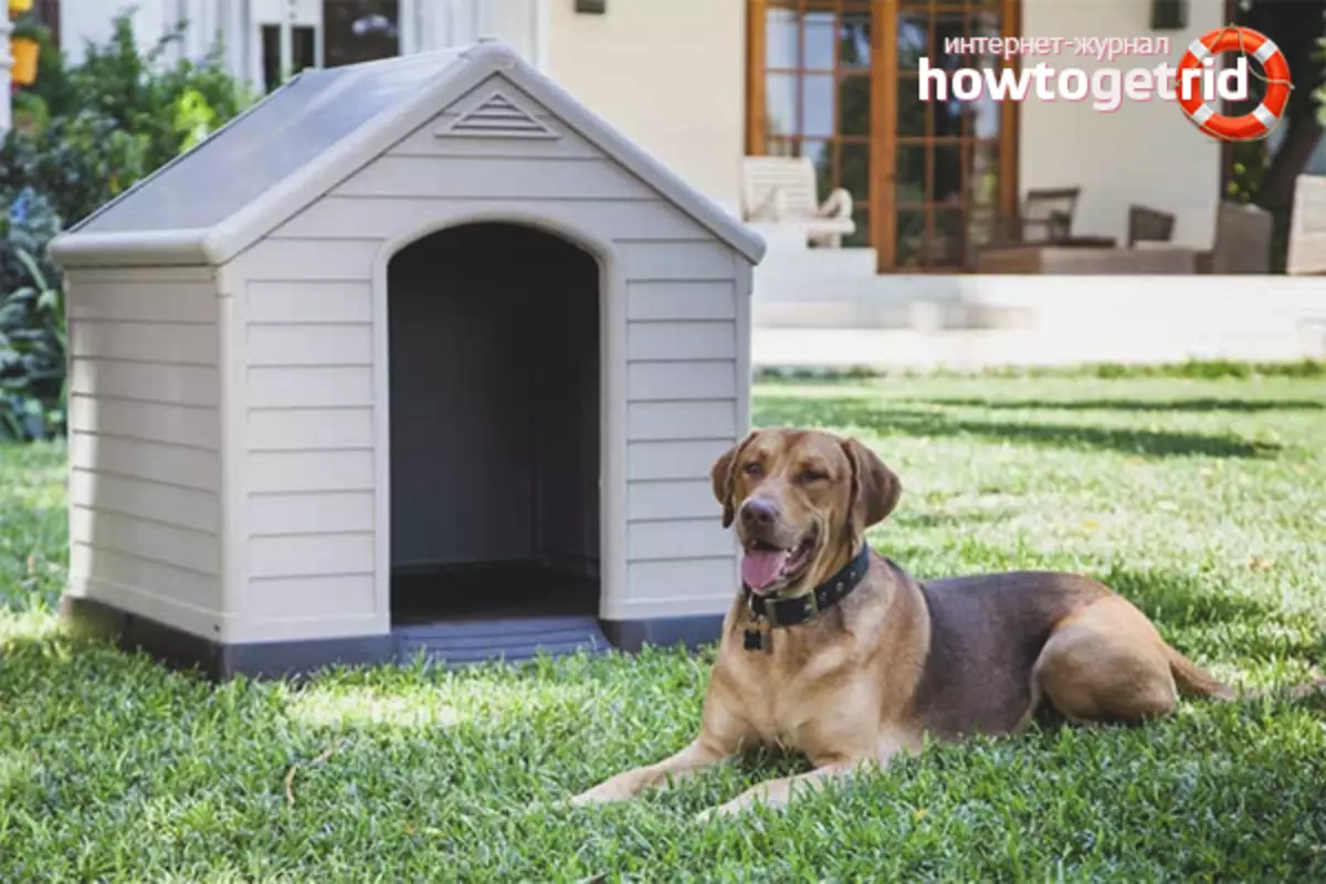 Hoe een hond aan de hokje te leren