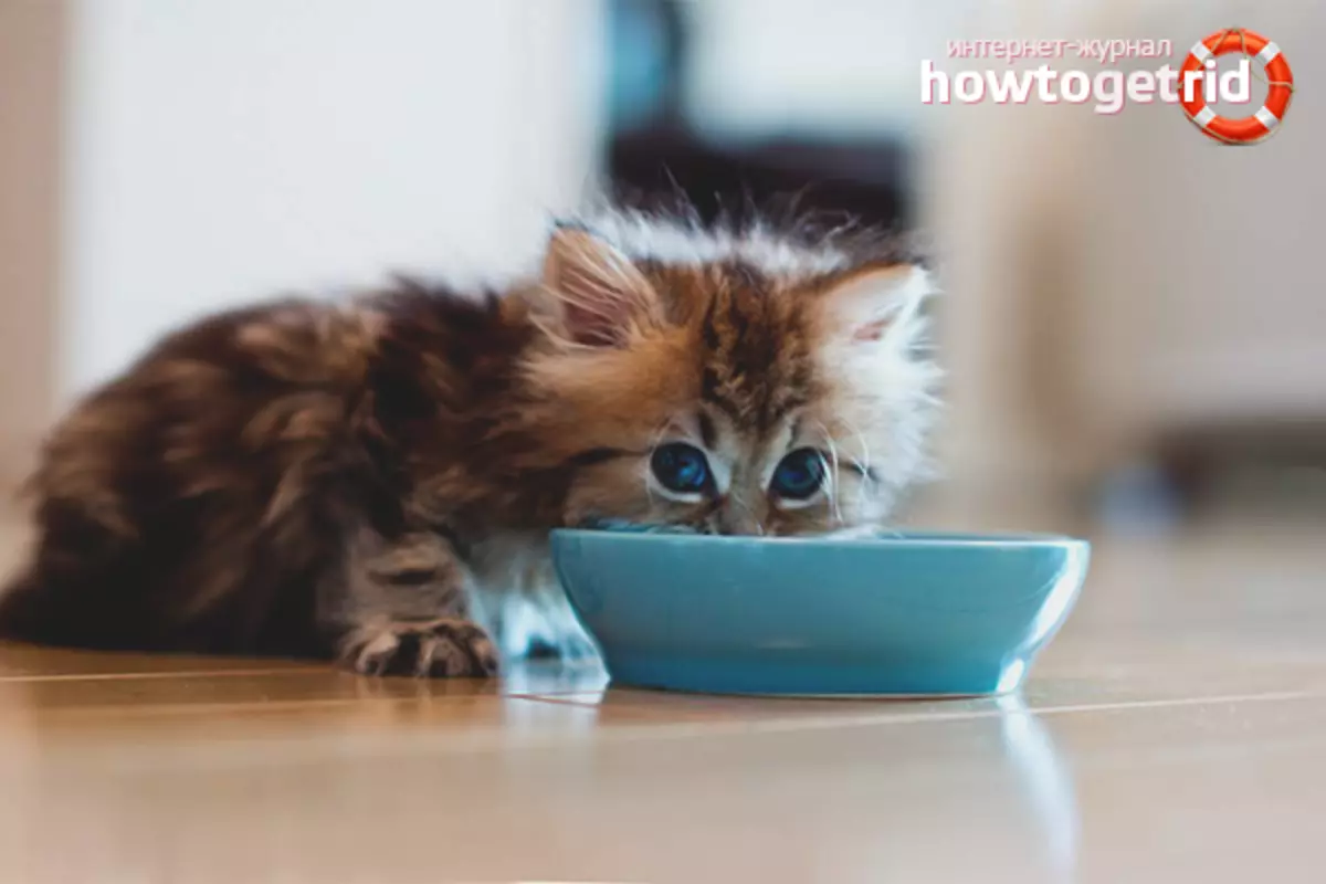 Cómo alimentar a los gatitos mensuales