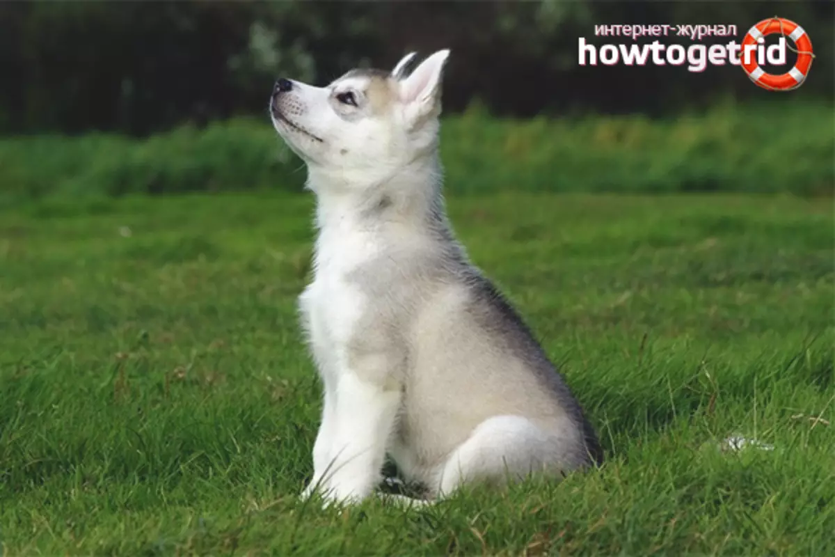 Howawa Husky perwerde dike