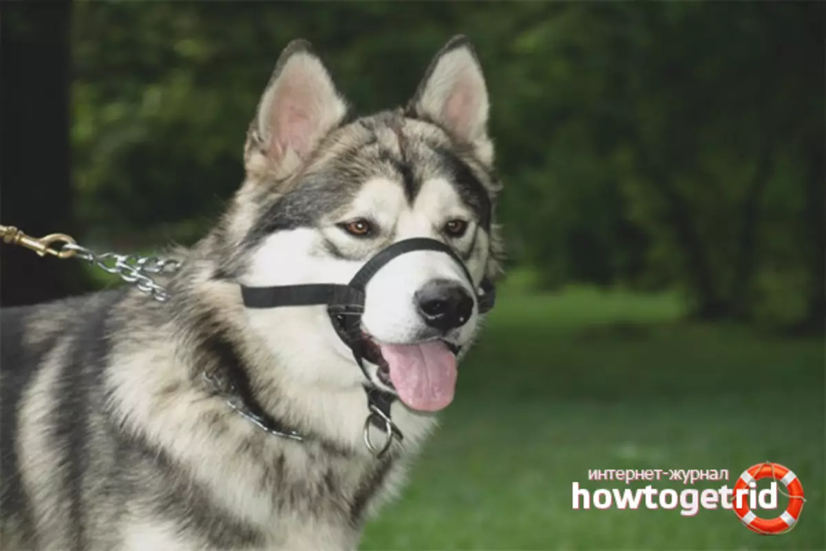 Kudzidzisa Kwaungaita Husky kusvika muzzle, leash uye collar