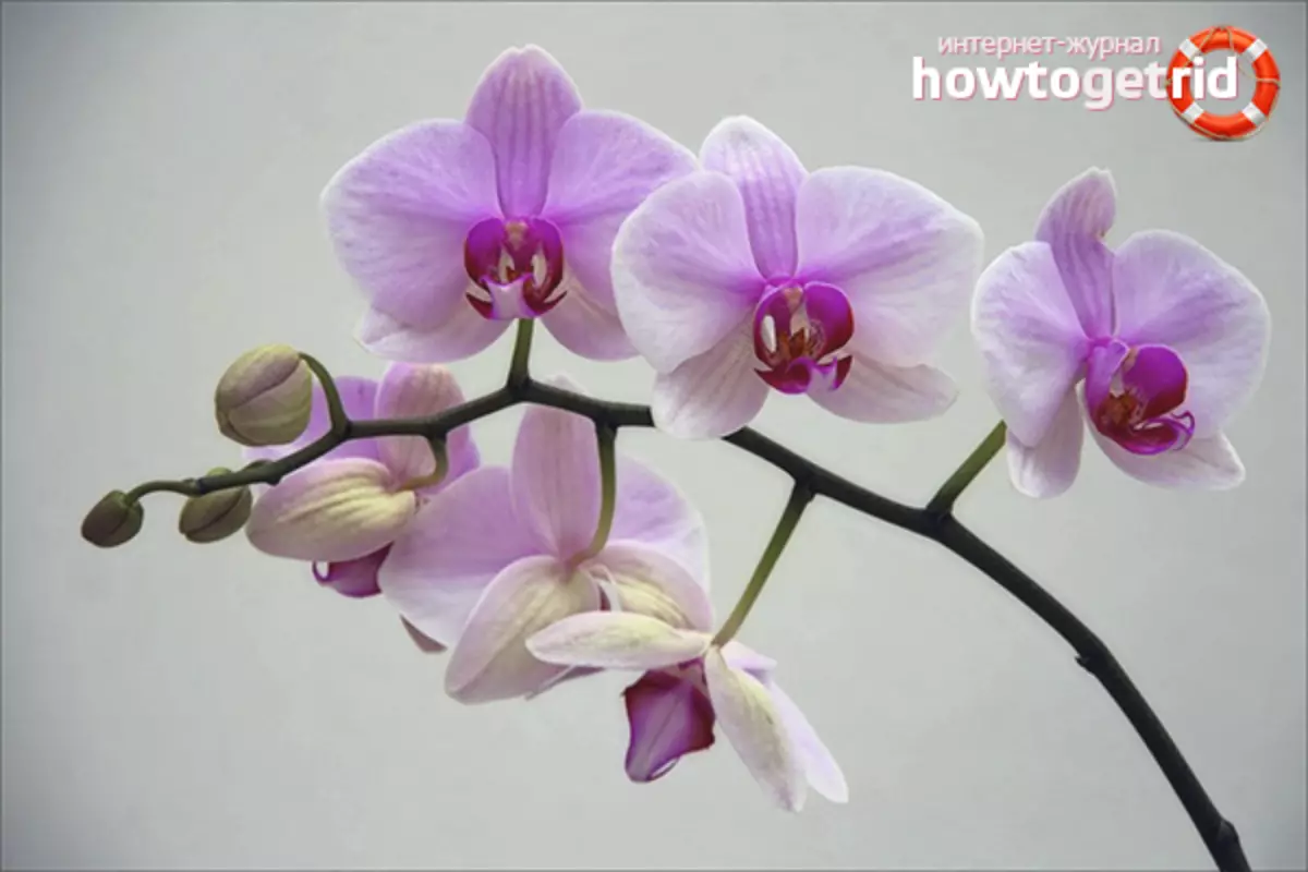 How to cut orchid after flowering